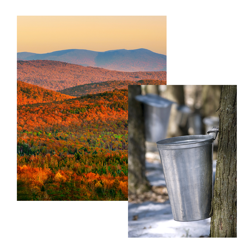 trētap Organic Sparkling Tree Water Made in Vermont